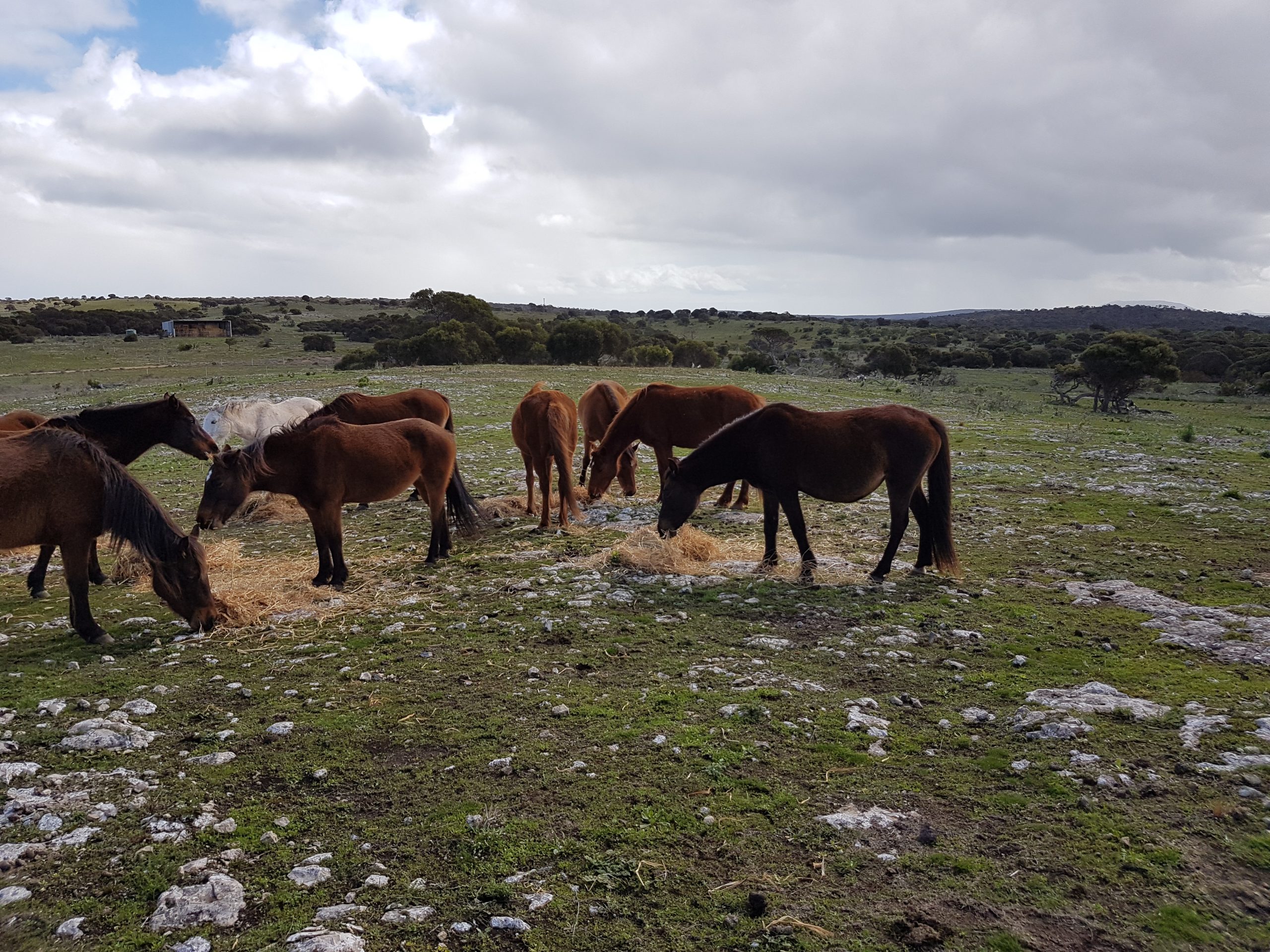 ABA Coffin Bay Brumby lands – Australian Brumby Alliance
