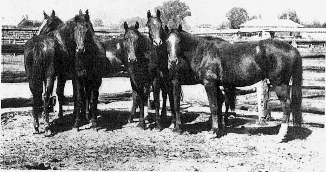 Brumby Heritage – Australian Brumby Alliance