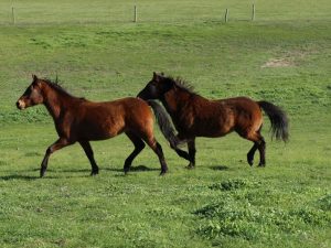 Gallery – Coffin Bay, South Australia – Australian Brumby Alliance