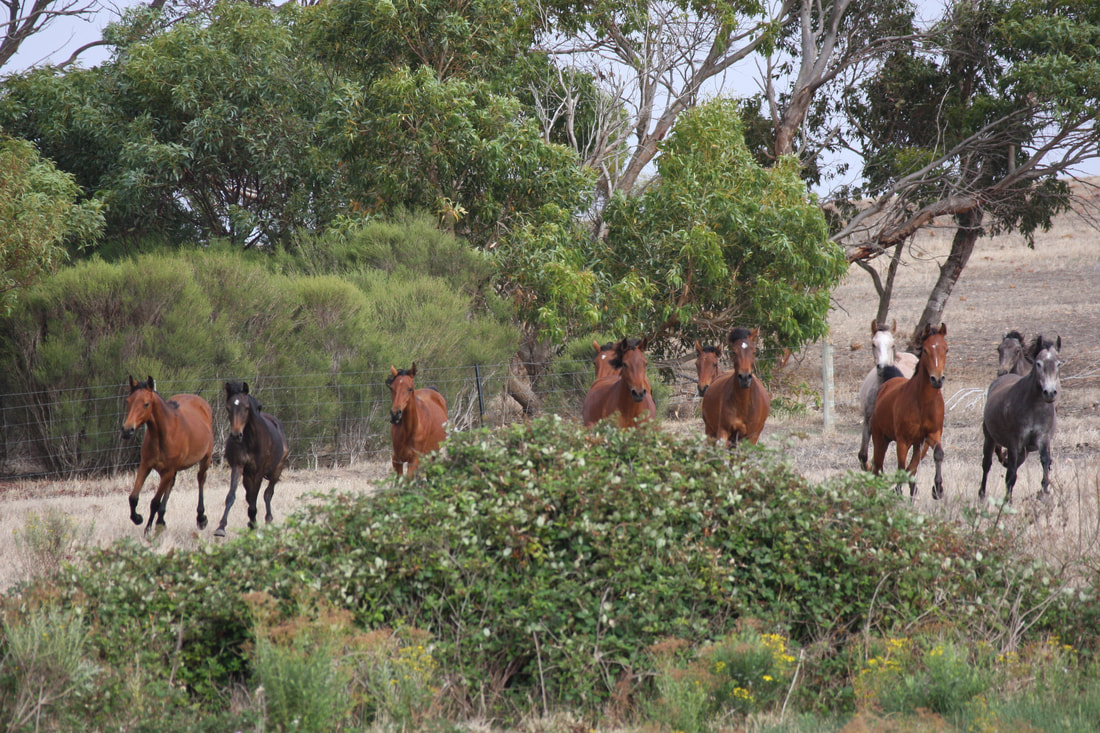 Gallery – Coffin Bay, South Australia – Australian Brumby Alliance