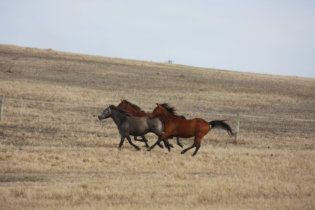 Gallery – Coffin Bay, South Australia – Australian Brumby Alliance