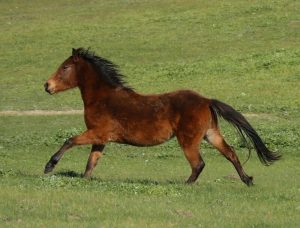 Gallery – Coffin Bay, South Australia – Australian Brumby Alliance