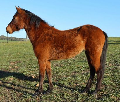 Gallery – Coffin Bay, South Australia – Australian Brumby Alliance
