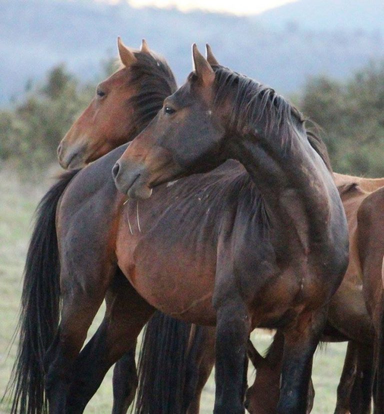 Gallery – Kosciuszko, NSW – Australian Brumby Alliance
