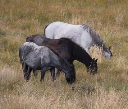 Gallery – Kosciuszko, NSW – Australian Brumby Alliance
