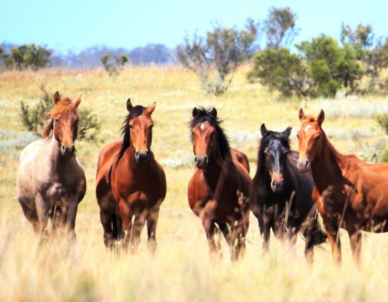 Gallery – Kosciuszko, NSW – Australian Brumby Alliance