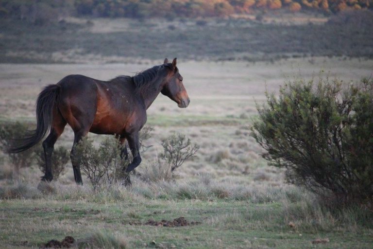 Gallery – Kosciuszko, NSW – Australian Brumby Alliance