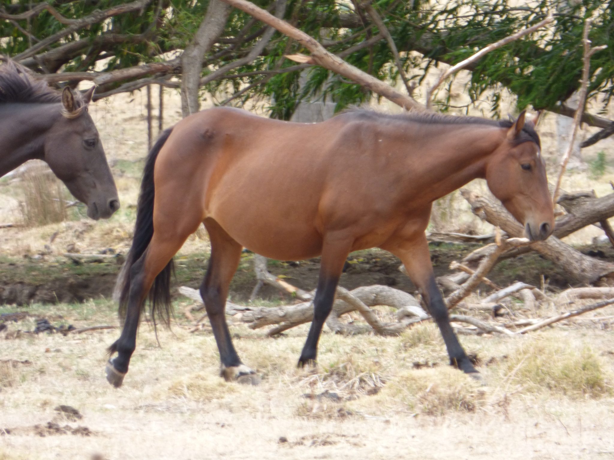 Gallery – Kosciuszko, NSW – Australian Brumby Alliance