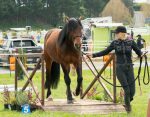 Australian Brumby Alliance – Promoting and protecting Australian ...
