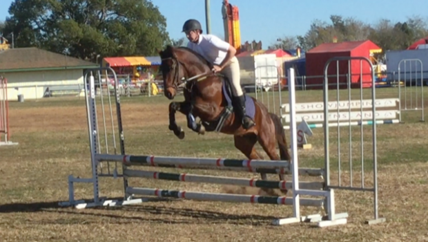 Gallery – Toolara-Tuan Forest, Queensland – Australian Brumby Alliance