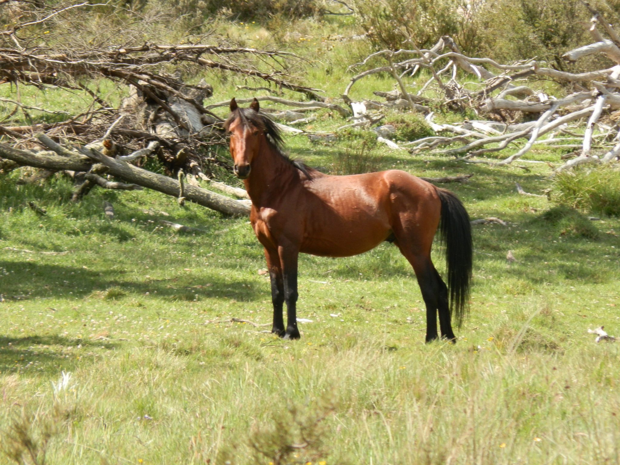 Gallery – Eastern Alps, Victoria – Australian Brumby Alliance
