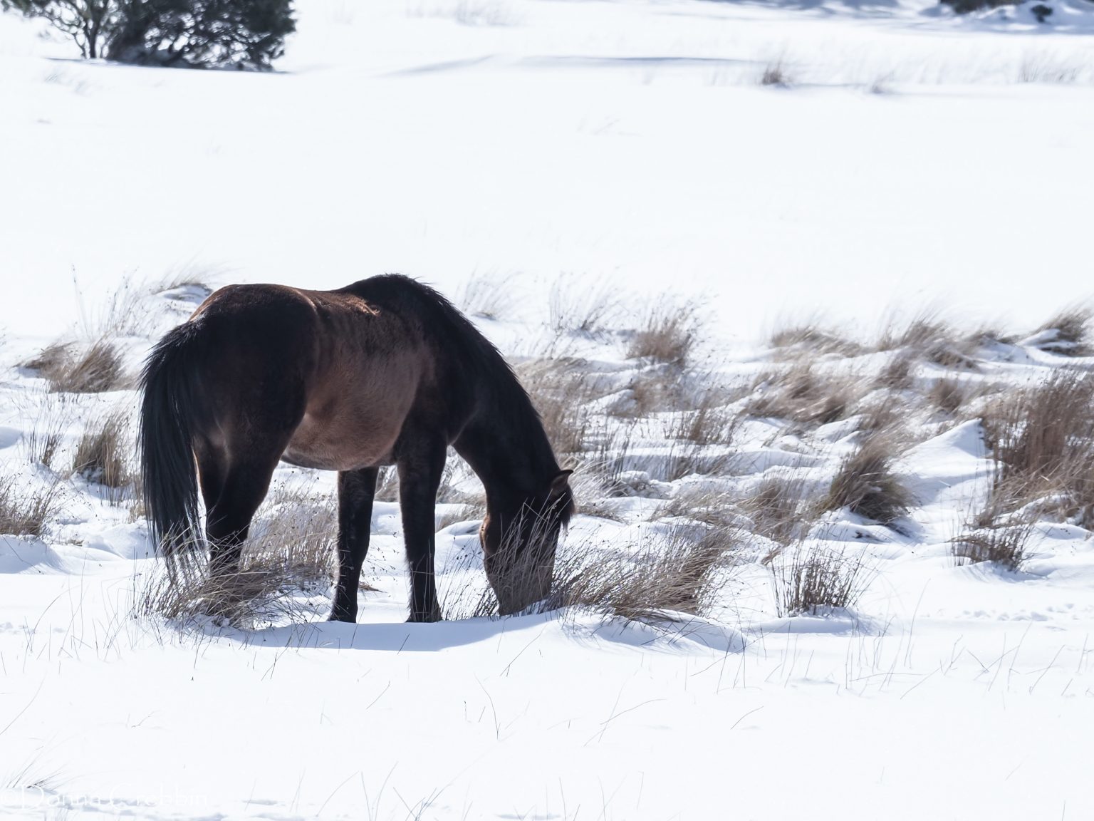 Gallery – Eastern Alps, Victoria – Australian Brumby Alliance