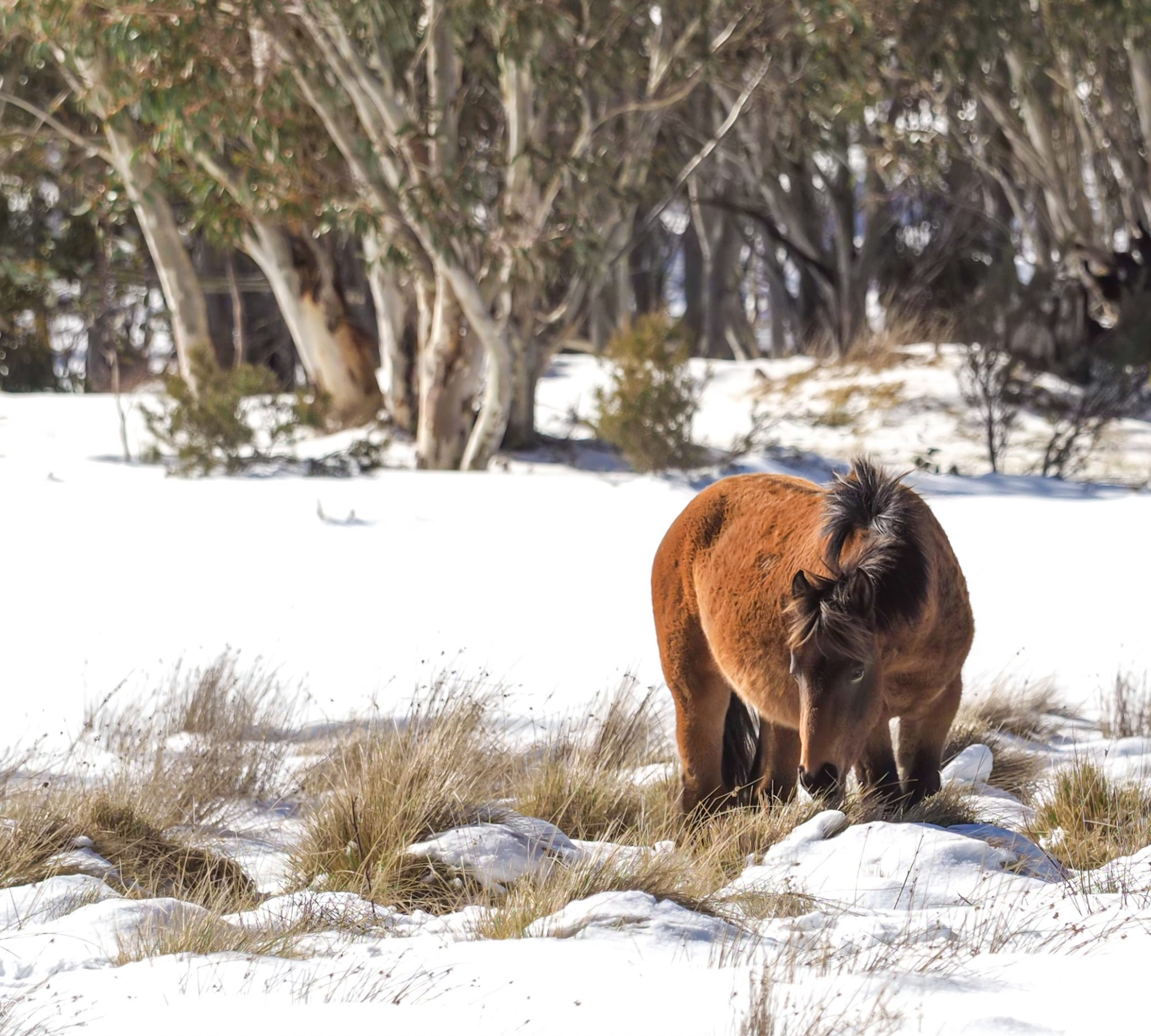 Gallery – Eastern Alps, Victoria – Australian Brumby Alliance