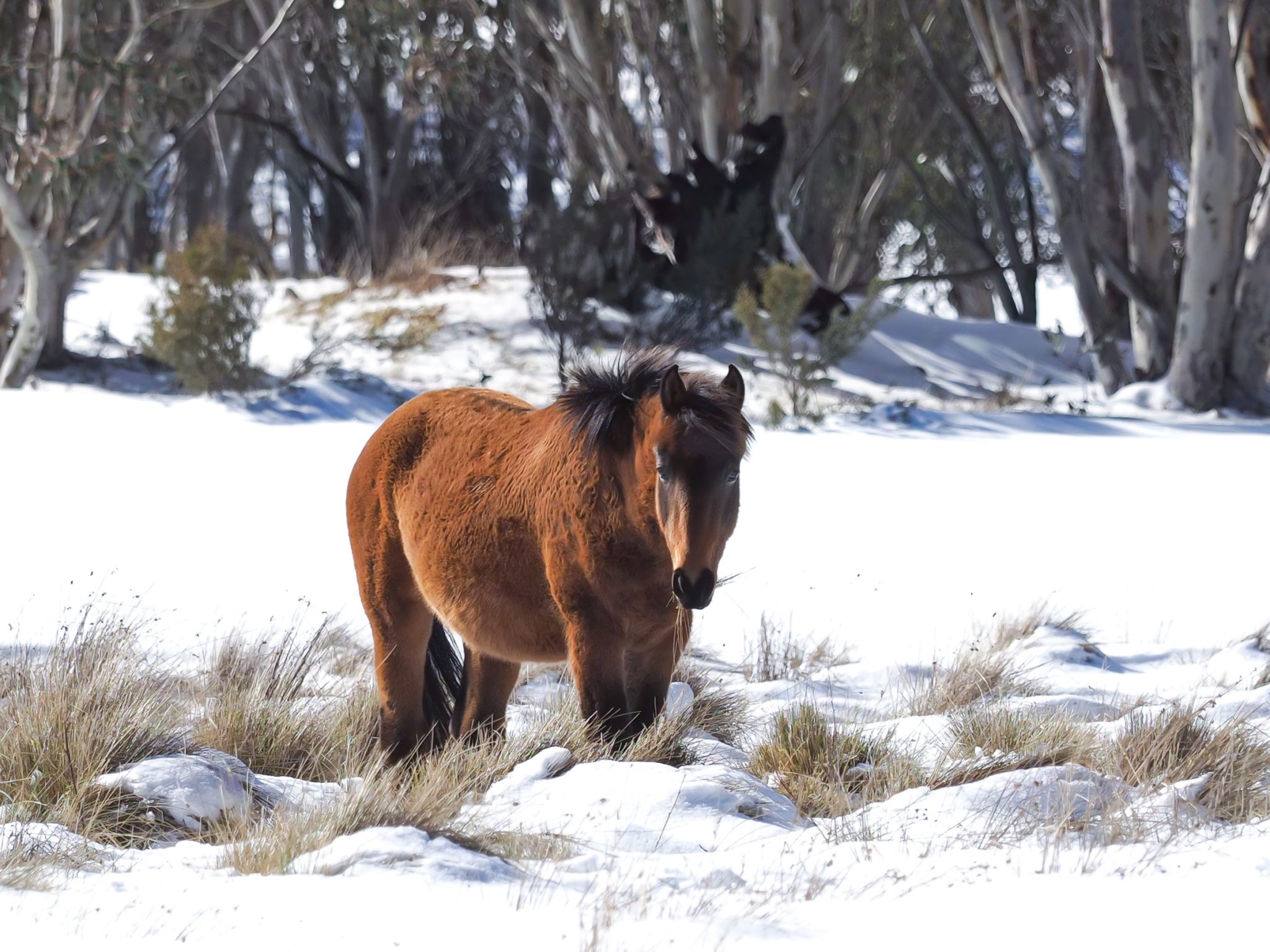 Gallery – Eastern Alps, Victoria – Australian Brumby Alliance