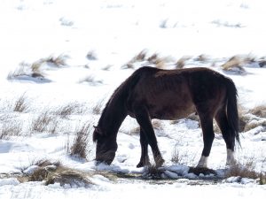 Gallery – Eastern Alps, Victoria – Australian Brumby Alliance