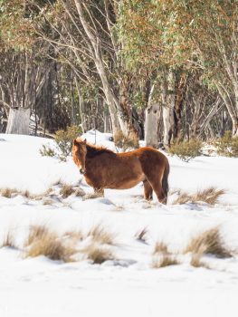 Gallery – Eastern Alps, Victoria – Australian Brumby Alliance