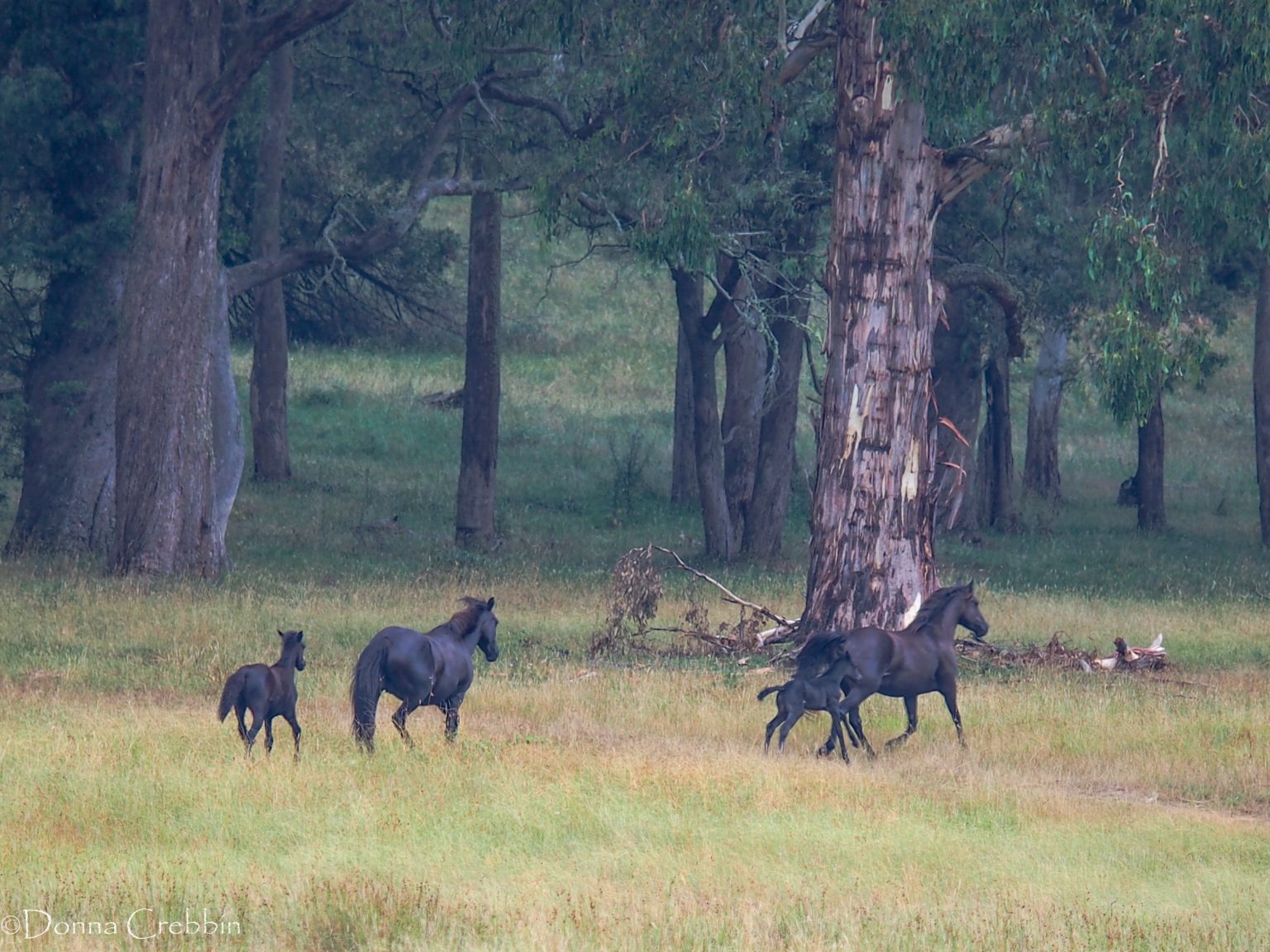 Gallery – Eastern Alps, Victoria – Australian Brumby Alliance