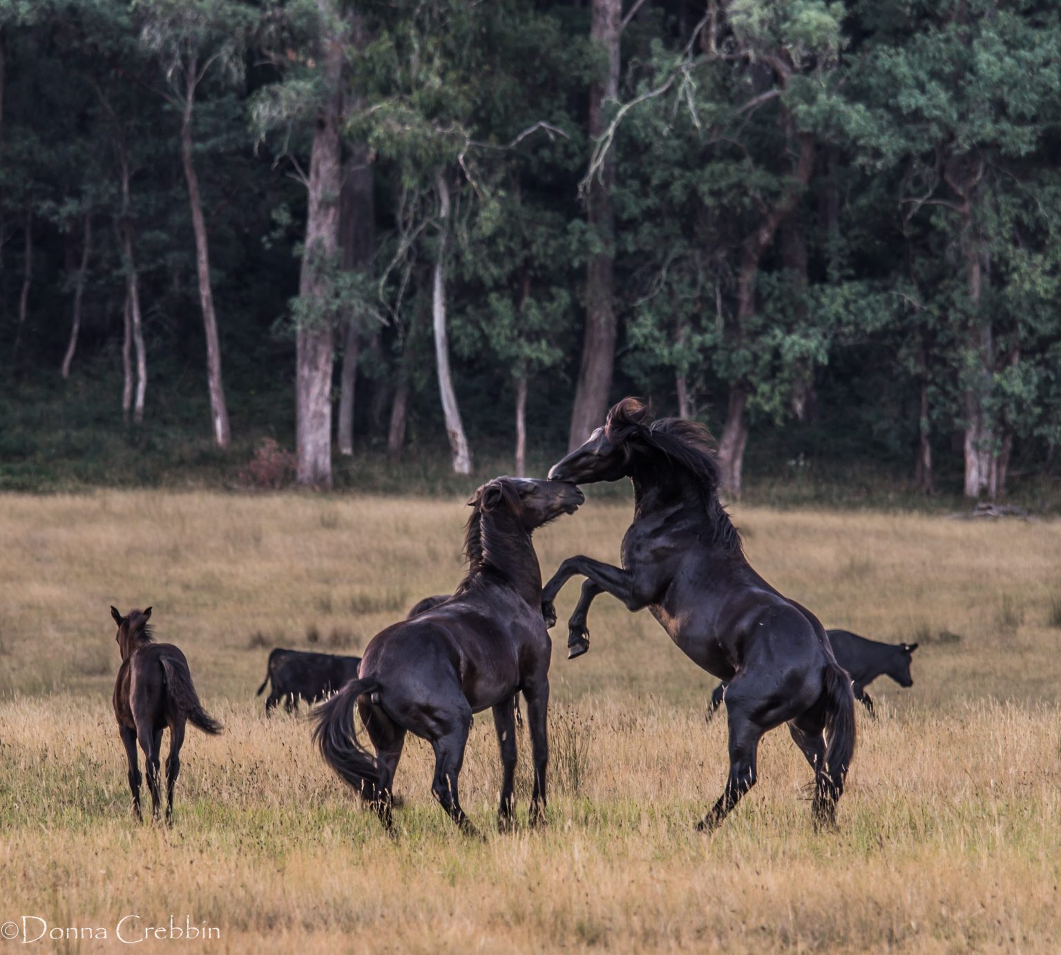 Gallery – Eastern Alps, Victoria – Australian Brumby Alliance