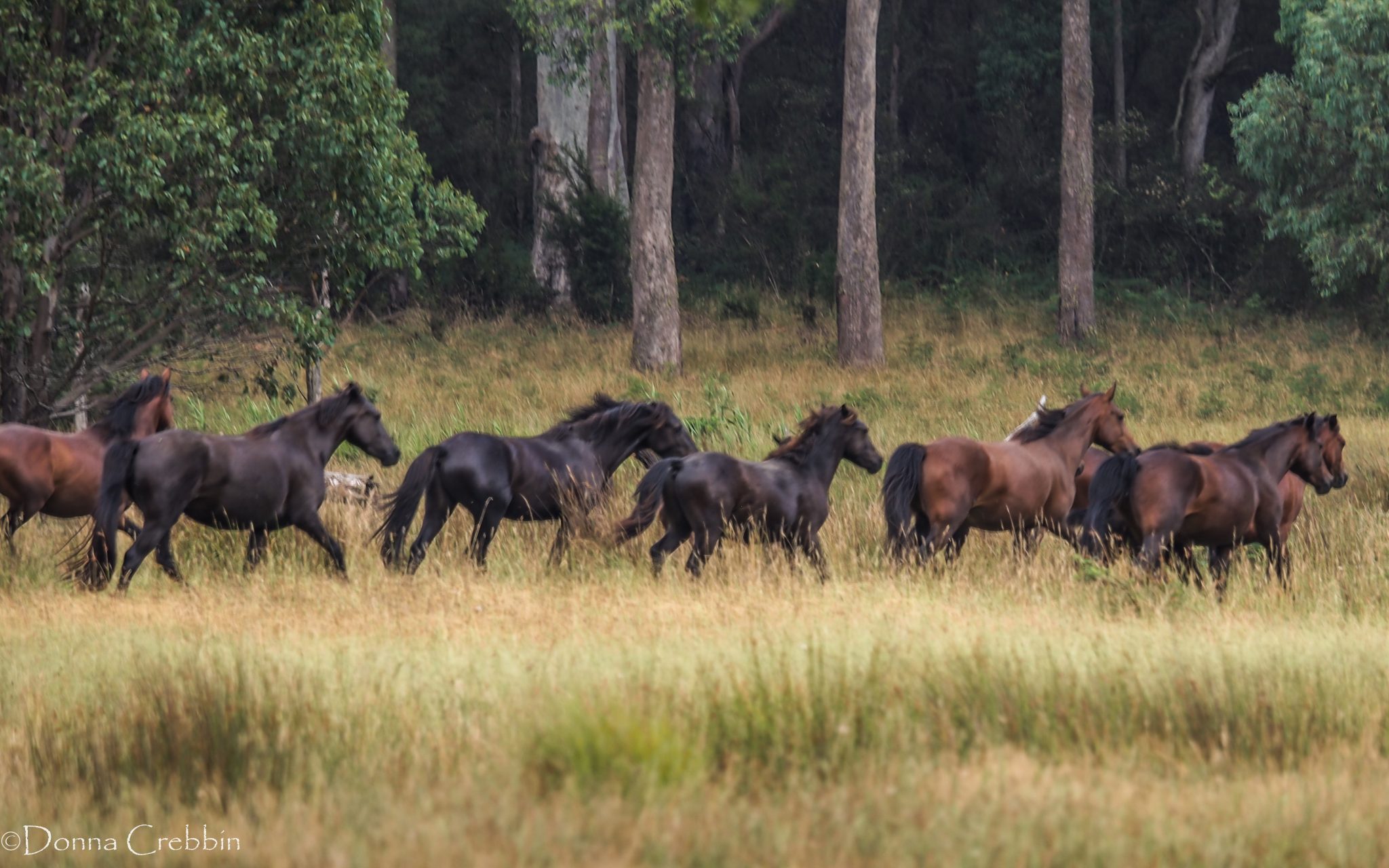 Gallery – Eastern Alps, Victoria – Australian Brumby Alliance