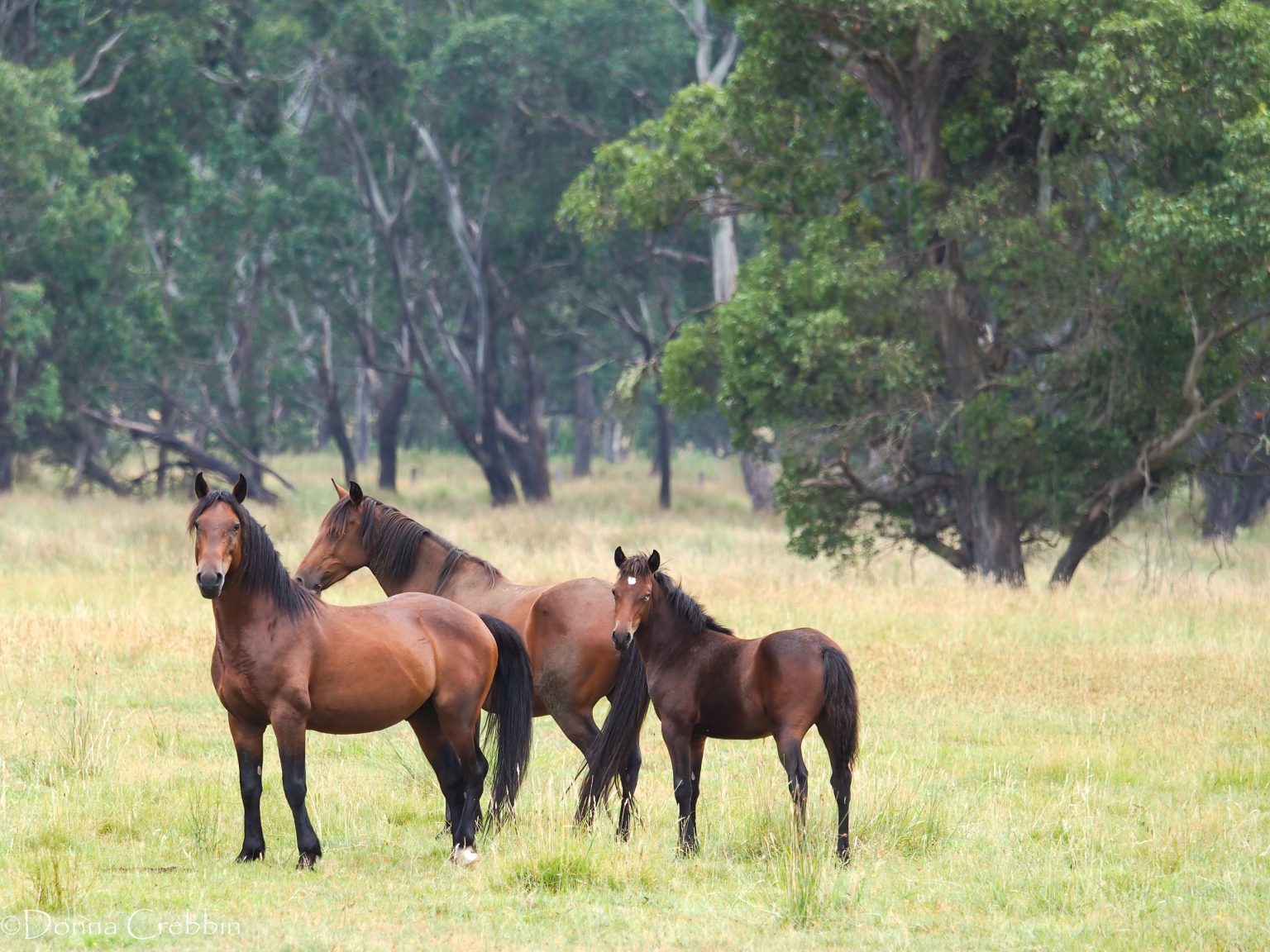 Gallery – Eastern Alps, Victoria – Australian Brumby Alliance