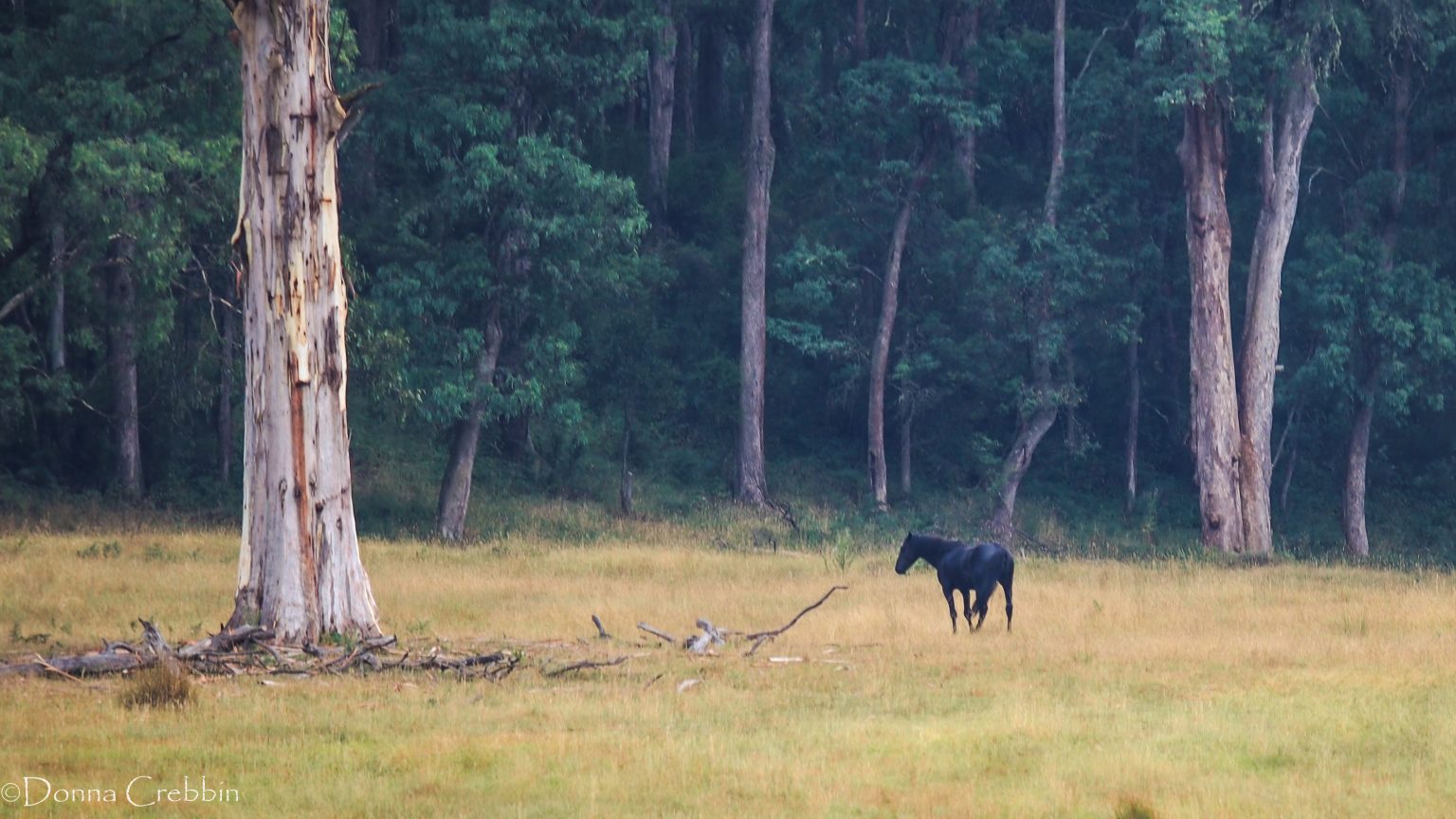 Gallery – Eastern Alps, Victoria – Australian Brumby Alliance