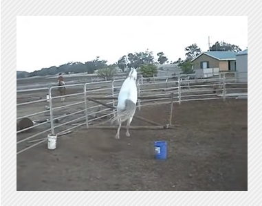 Hawkeye the Brumby – Australian Brumby Alliance